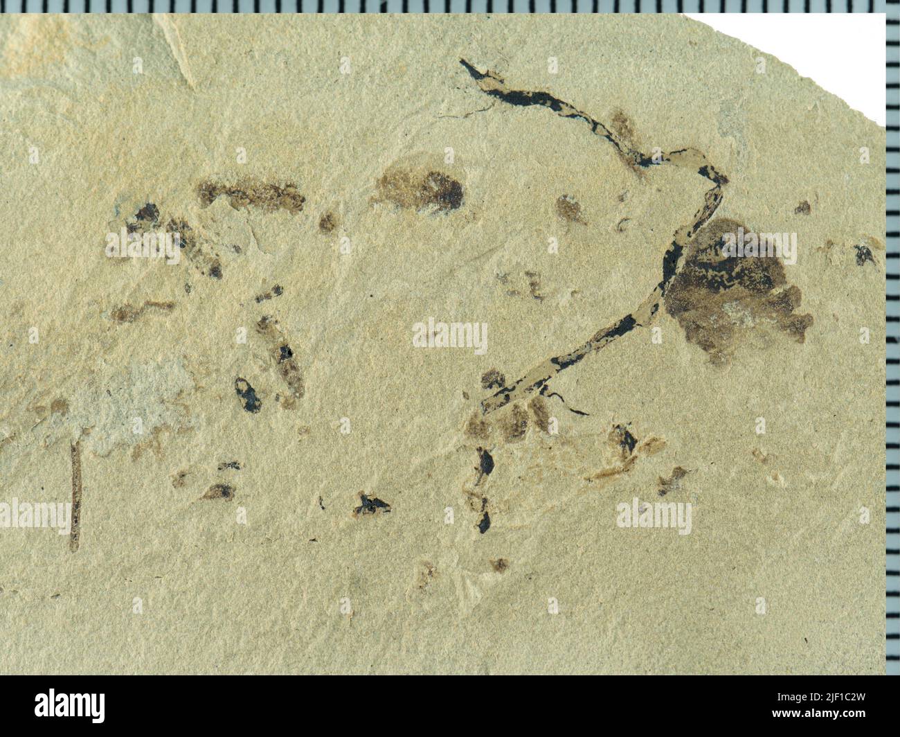 Undet heteroptera animalia hi-res stock photography and images - Alamy