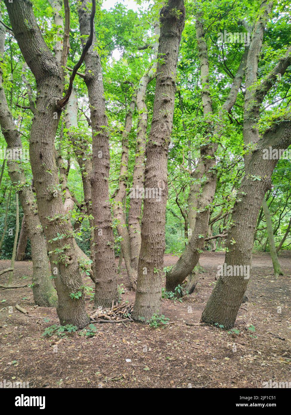 Group of tree trunks in a forest Stock Photo - Alamy