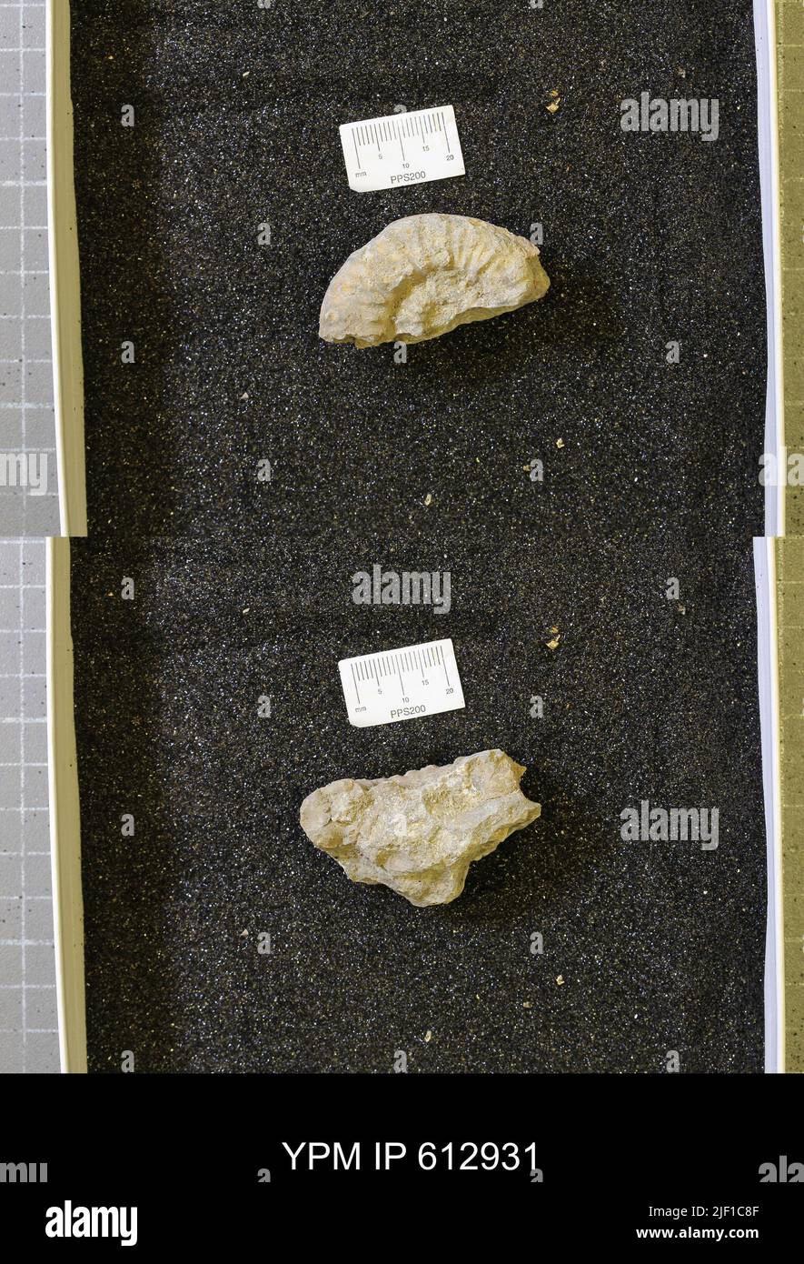 Ammonitina hi-res stock photography and images - Alamy