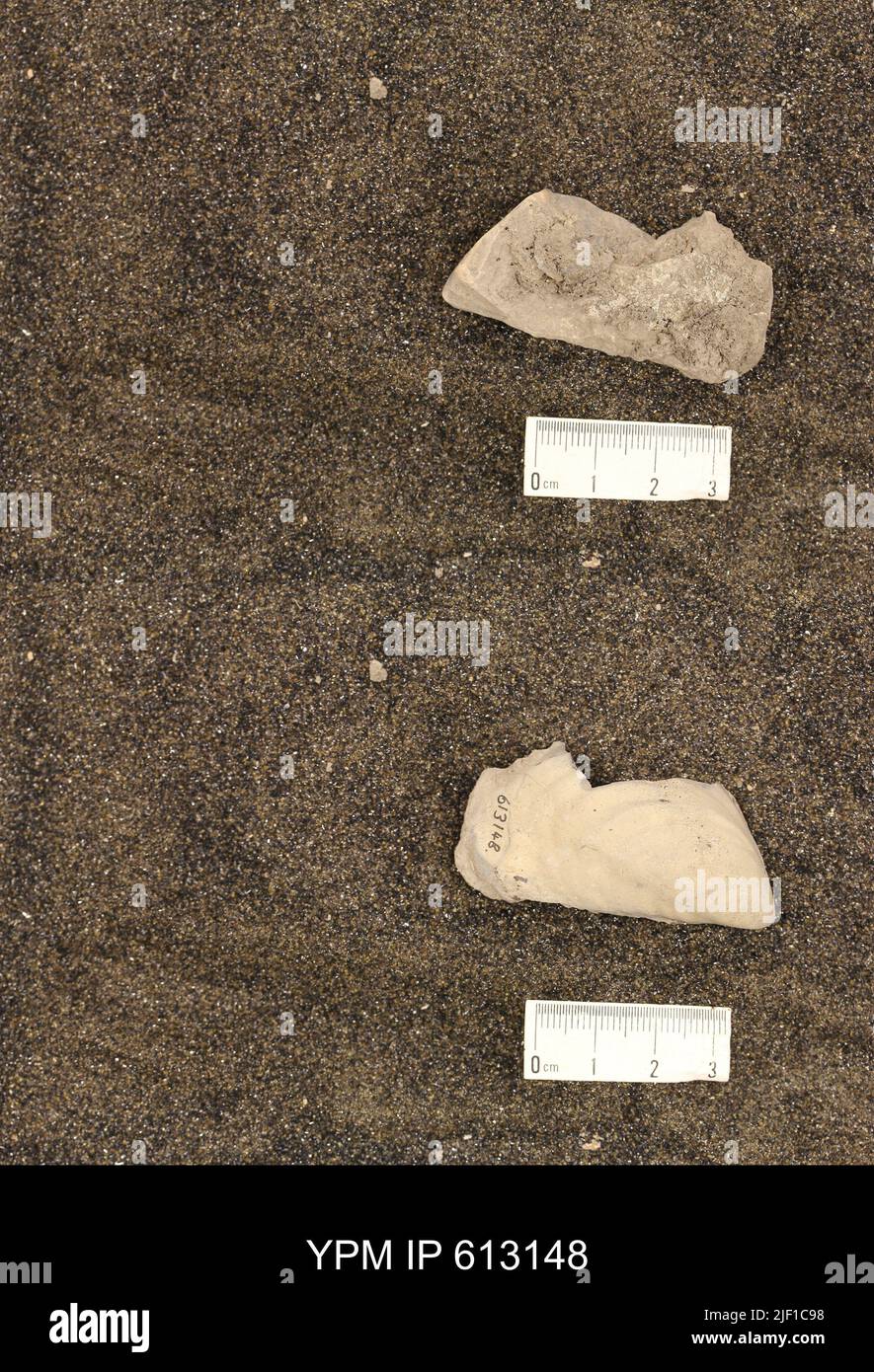 Inoceramus sp animalia hi-res stock photography and images - Alamy