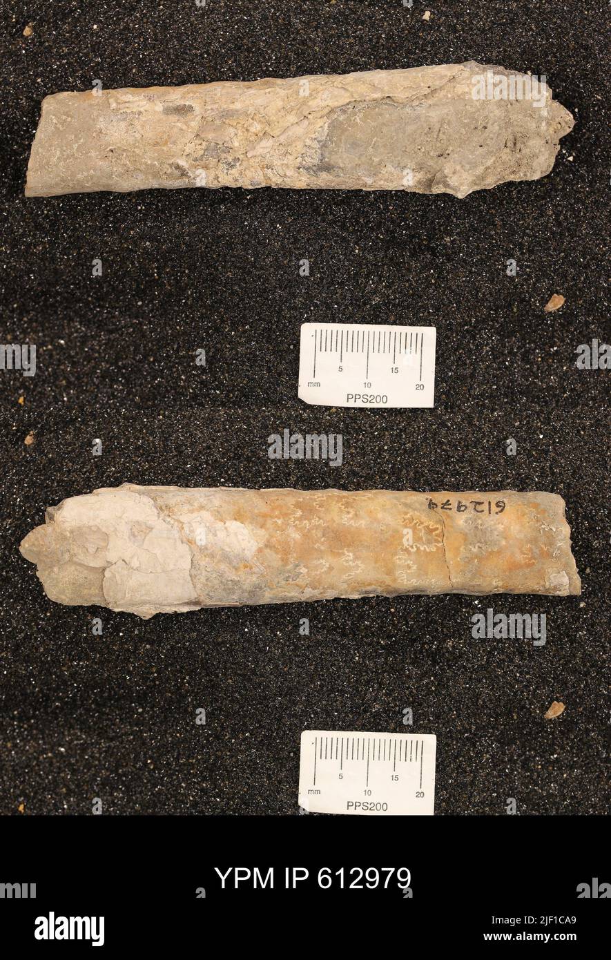 Baculites animalia hi-res stock photography and images - Alamy