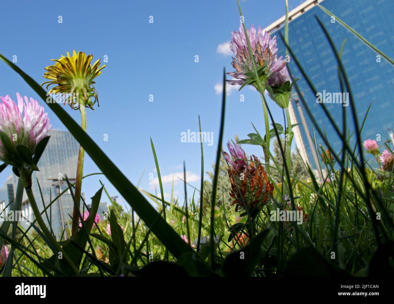 Green grass and spring flowers in the morning Stock Photo - Alamy