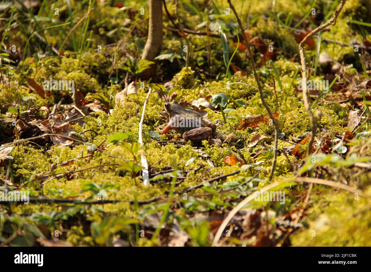 Frog hidding in a forest soil. Close up of an amphibian in it's nature ...