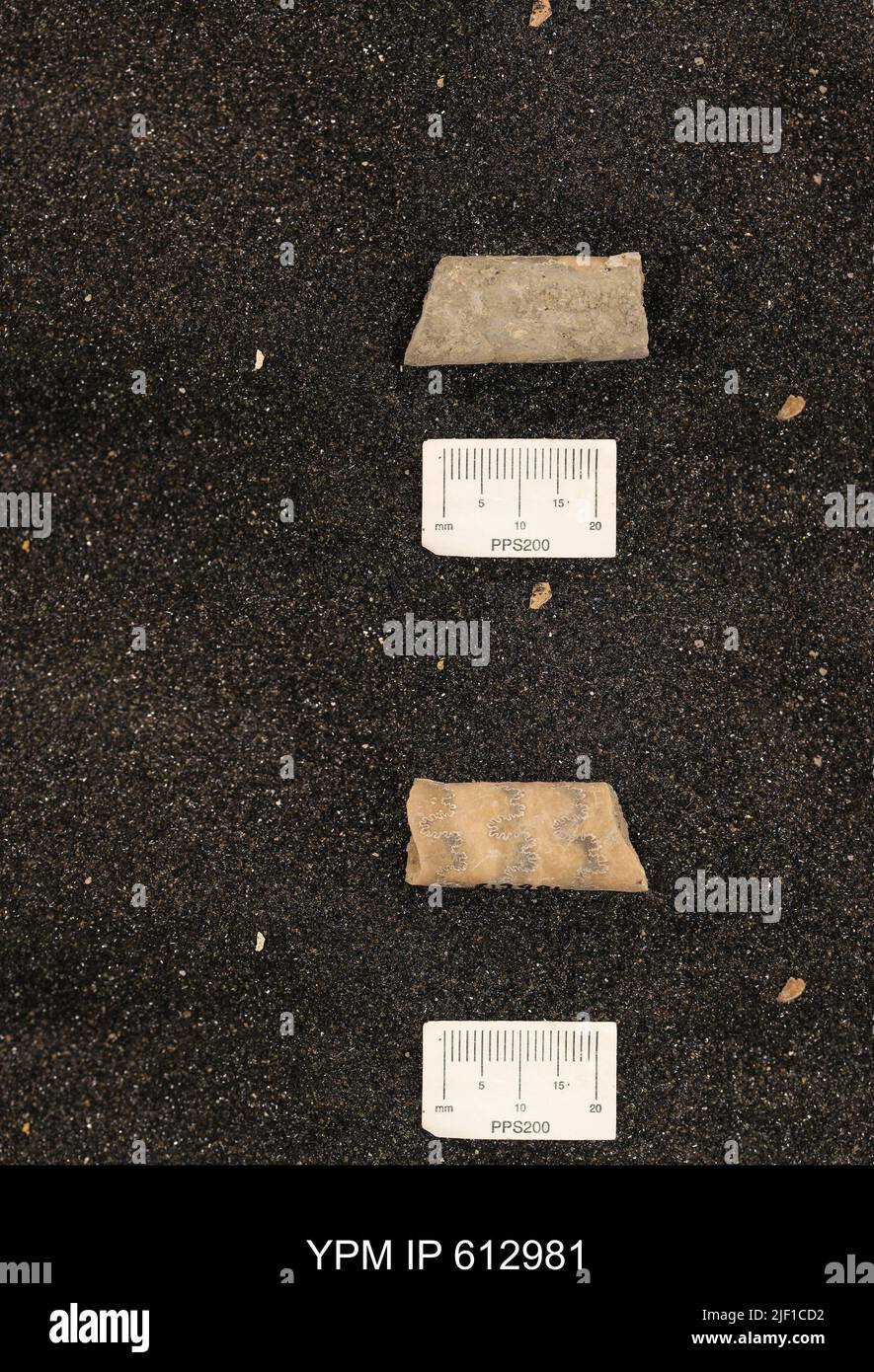 Baculites hi-res stock photography and images - Alamy