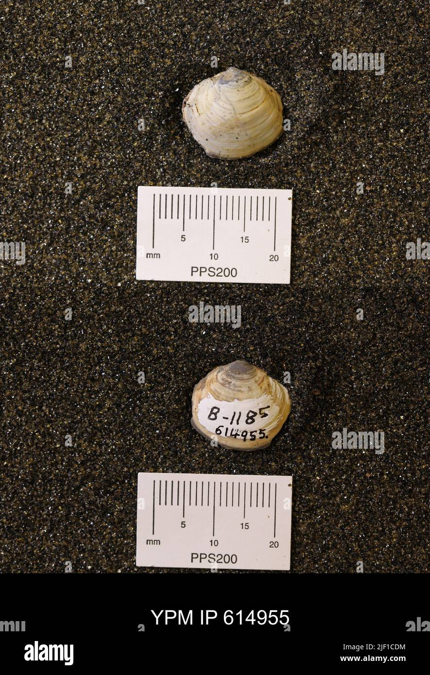 Cucullaea sp animalia hi-res stock photography and images - Alamy