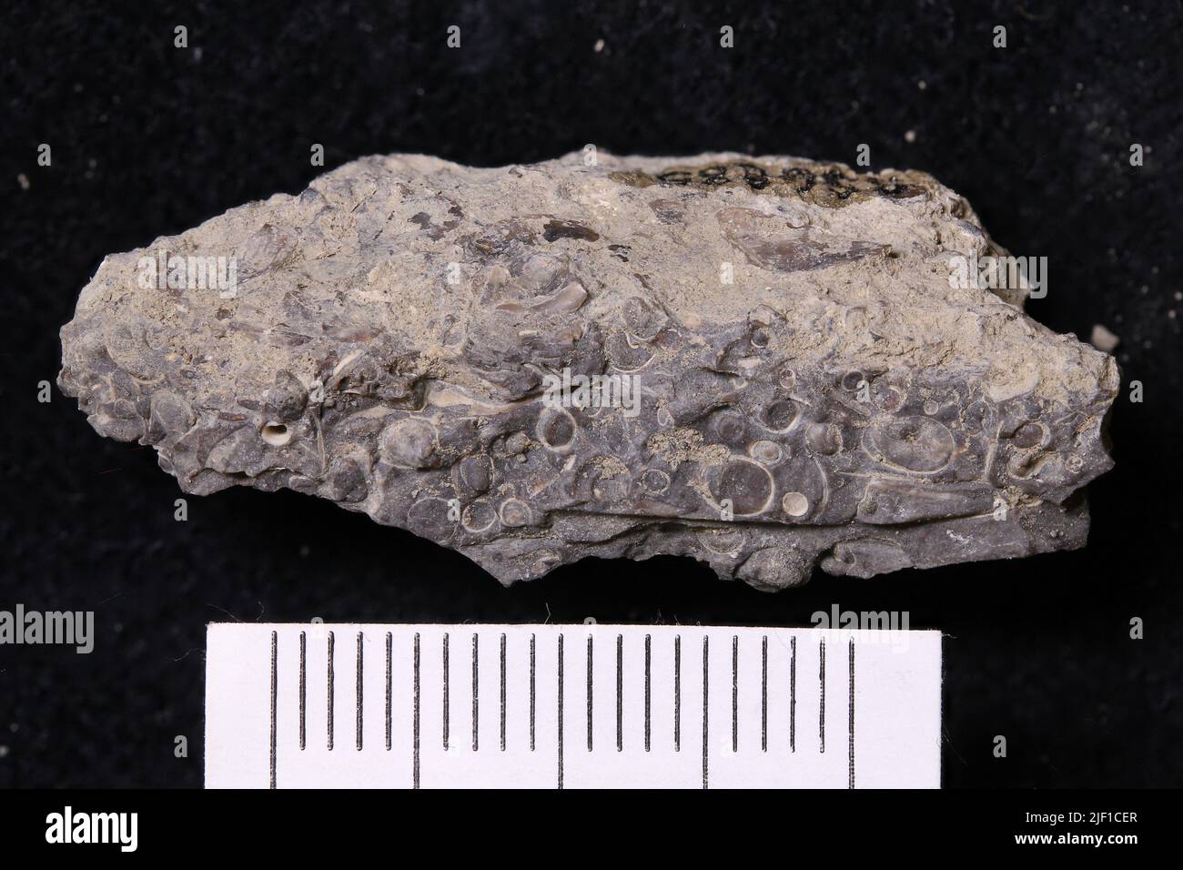 Scaphopoda hi-res stock photography and images - Alamy