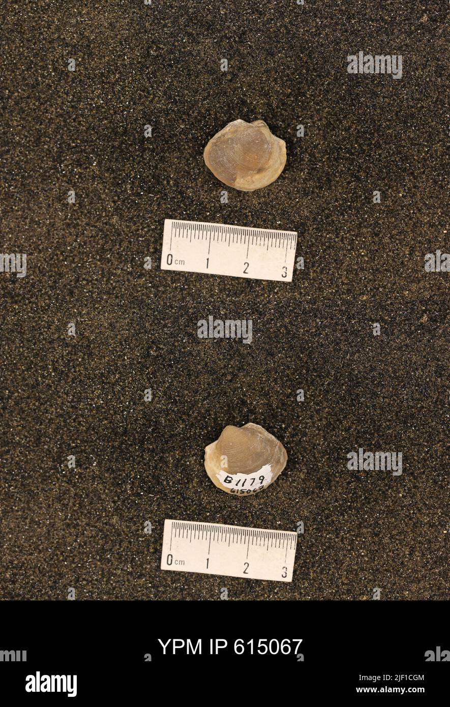 Cucullaea sp animalia hi-res stock photography and images - Alamy