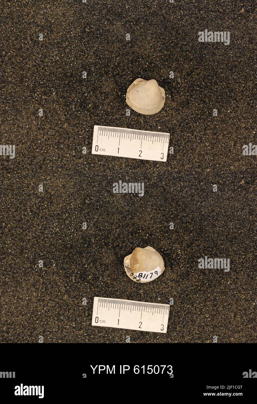 Cucullaea sp animalia hi-res stock photography and images - Alamy