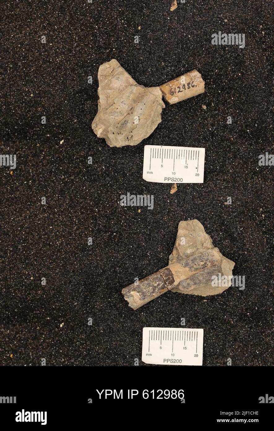 Baculites hi-res stock photography and images - Alamy