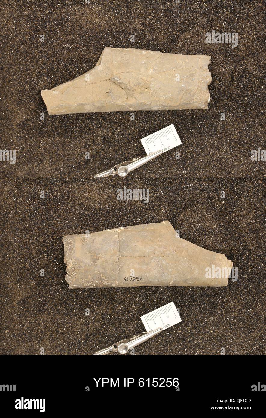 Baculites sp animalia hi-res stock photography and images - Alamy