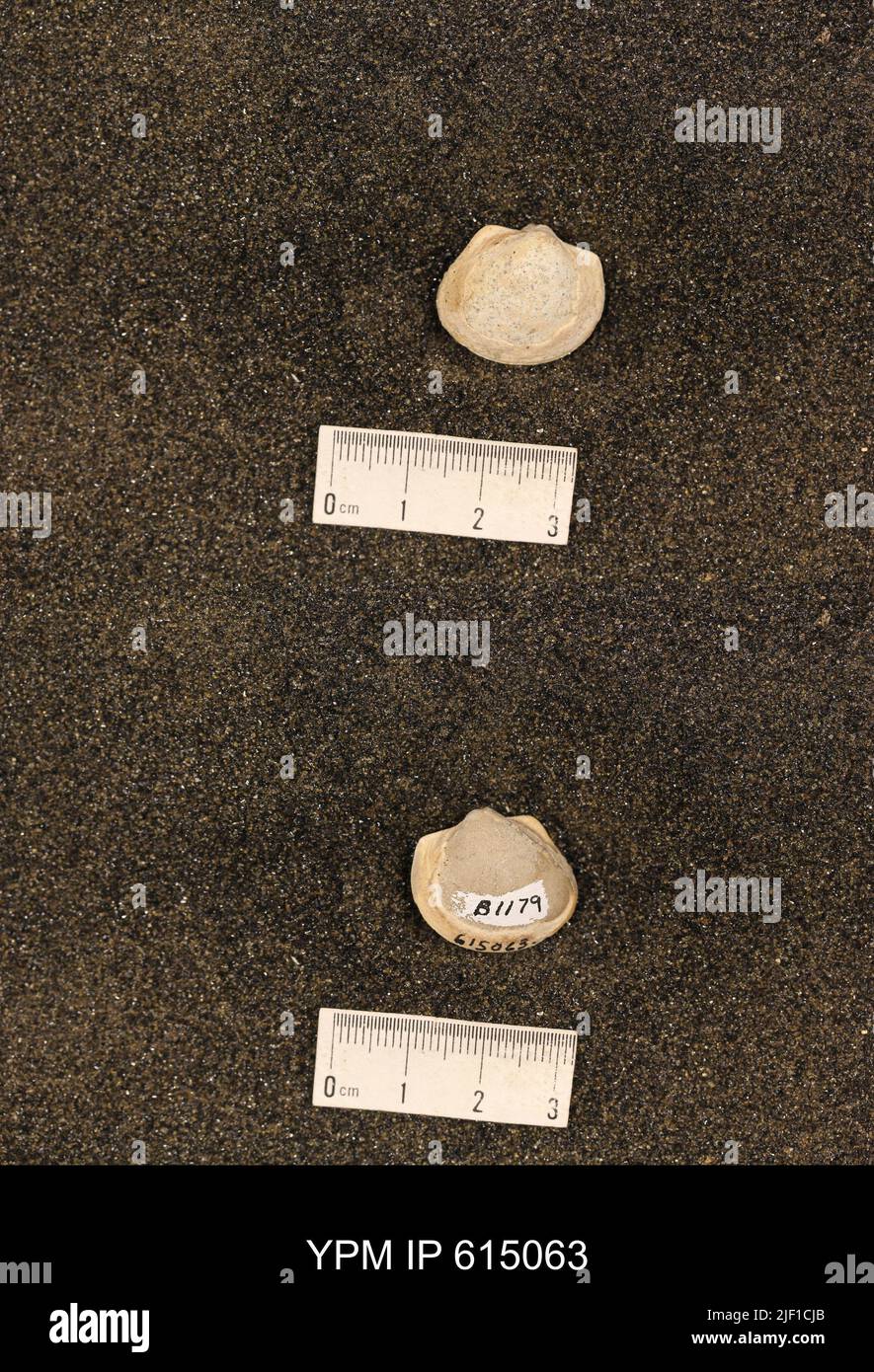 Cucullaea sp animalia hi-res stock photography and images - Alamy