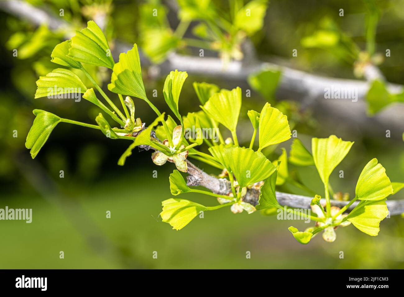 Spring Leaves of Princeton Sentry Ginkgo (Ginkgo biloba ‘PNI2720’ Stock ...