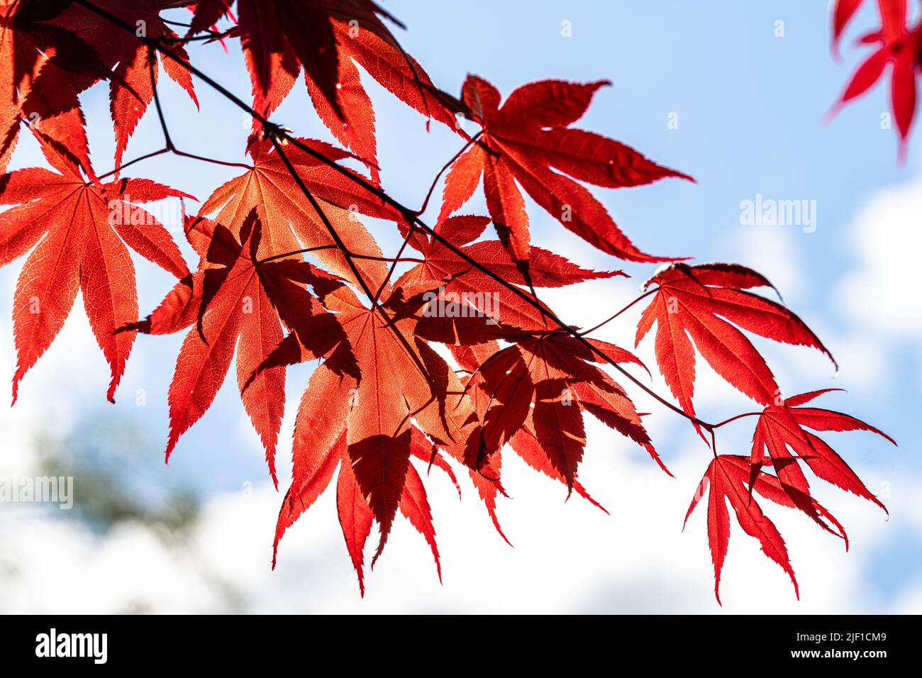 Leaves of Redleaf Japanese Maple (Acer palmatum ‘Red Emperor’ Stock ...