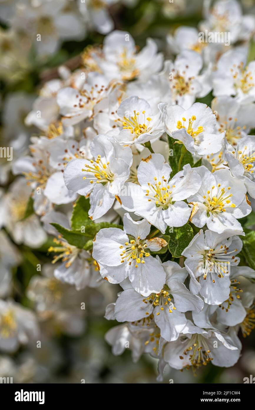 Flowers of Sargent Crabapple (Malus sargentii ‘Right Root’ Stock Photo ...
