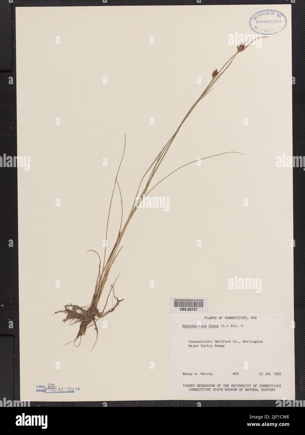 Globigerina bulloides d'Orbigny, 1826 Stock Photo - Alamy