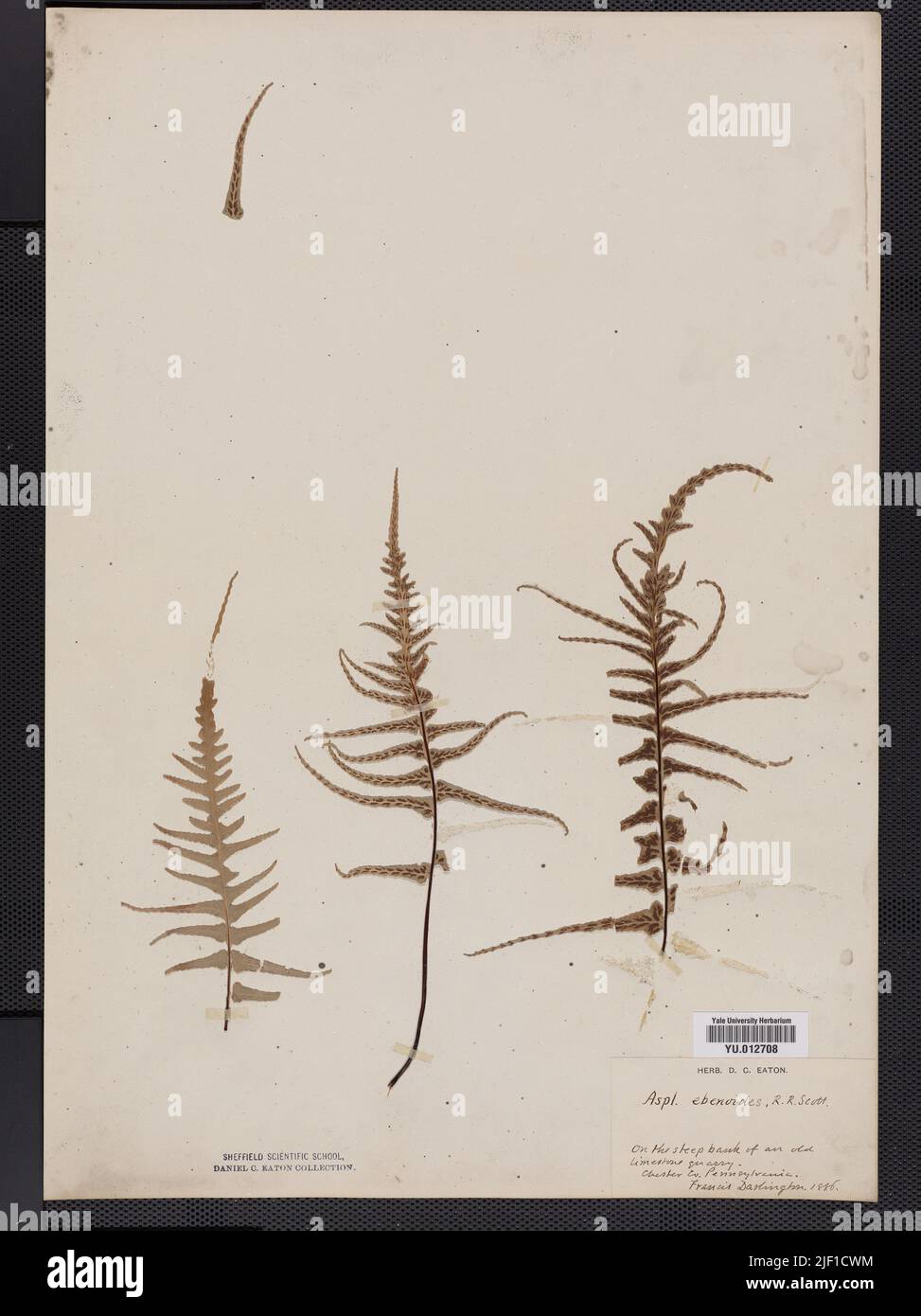 Globorotalia inflata (d'Orbigny, 1839 Stock Photo - Alamy