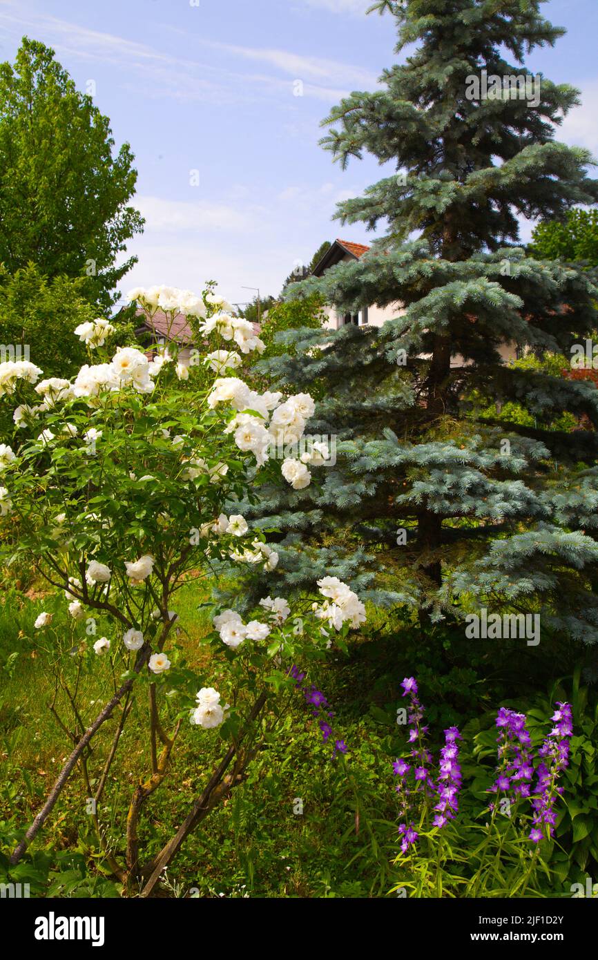 Samobor hi-res stock photography and images - Alamy