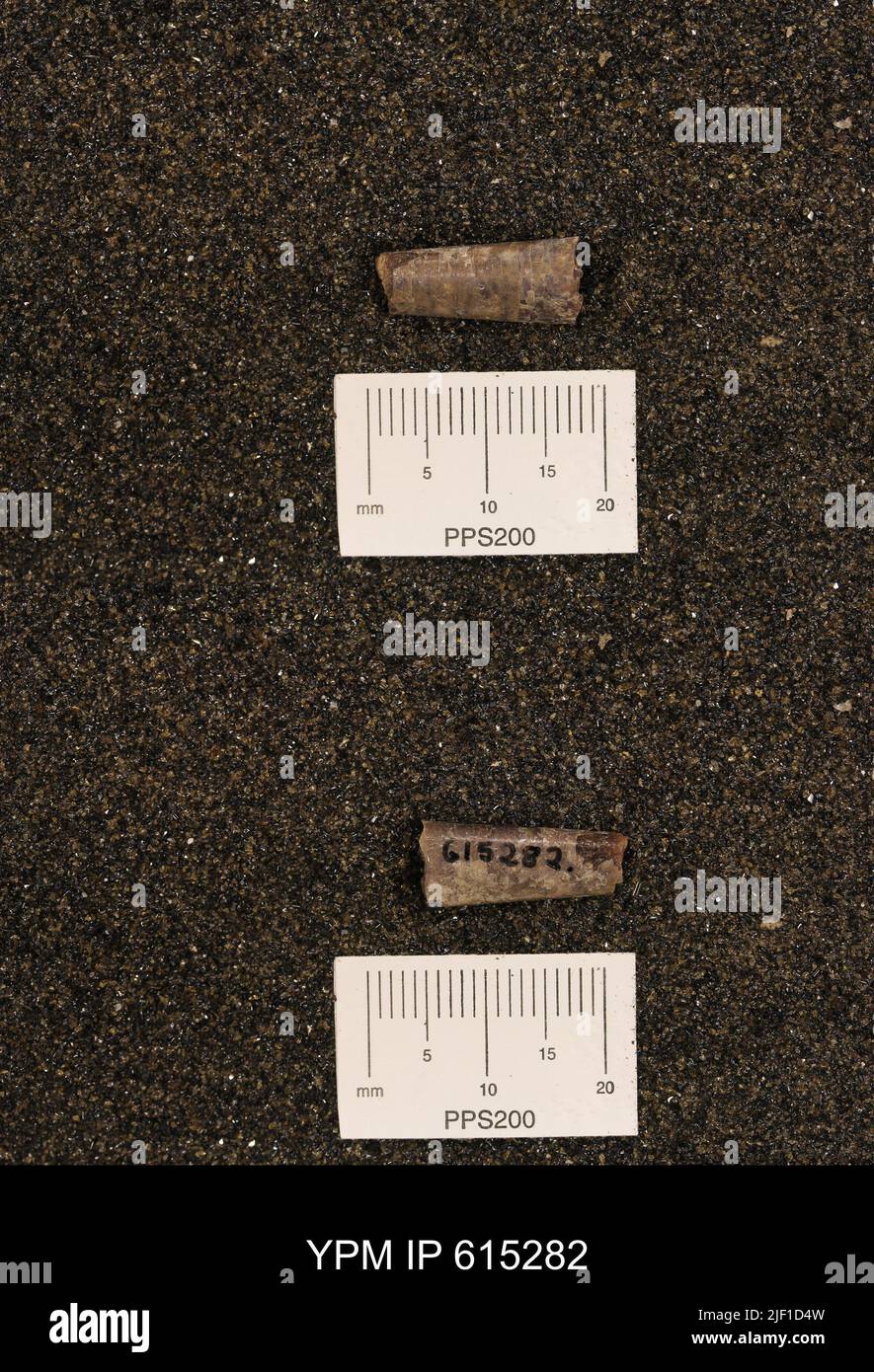 Baculites sp animalia hi-res stock photography and images - Alamy