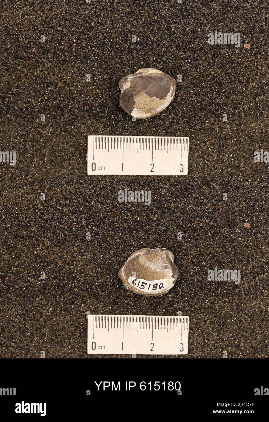 Cucullaea sp animalia hi-res stock photography and images - Alamy