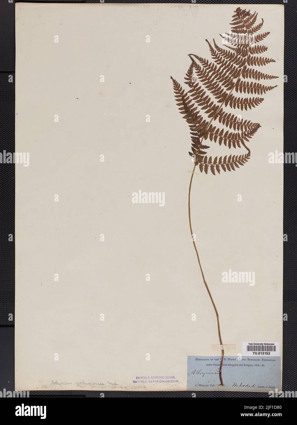 Neogloboquadrina incompta (Cifelli, 1961 Stock Photo - Alamy