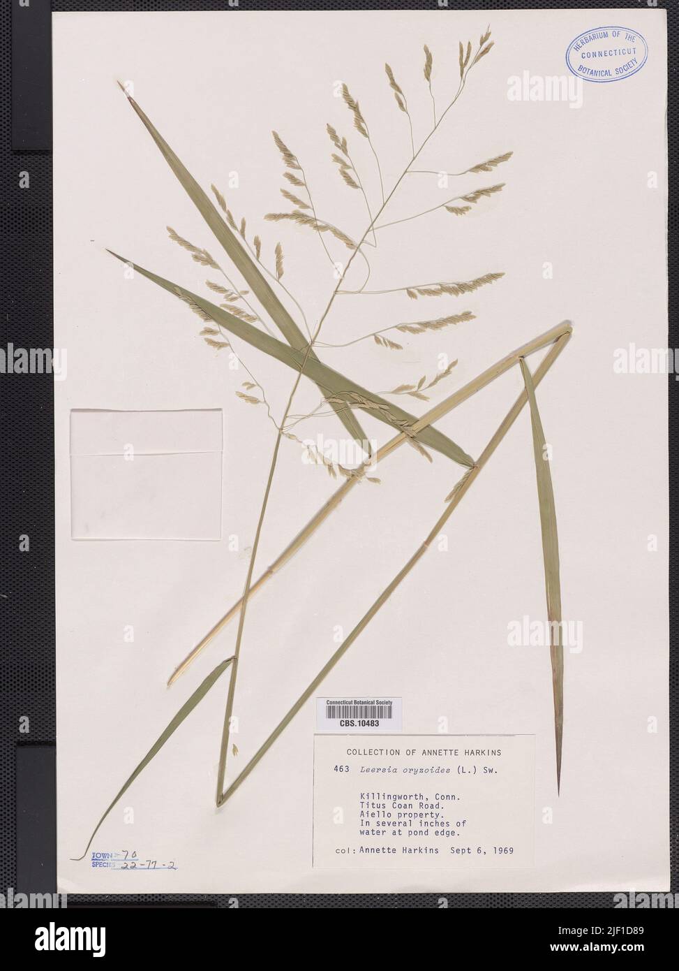 Pachyderma hi-res stock photography and images - Alamy