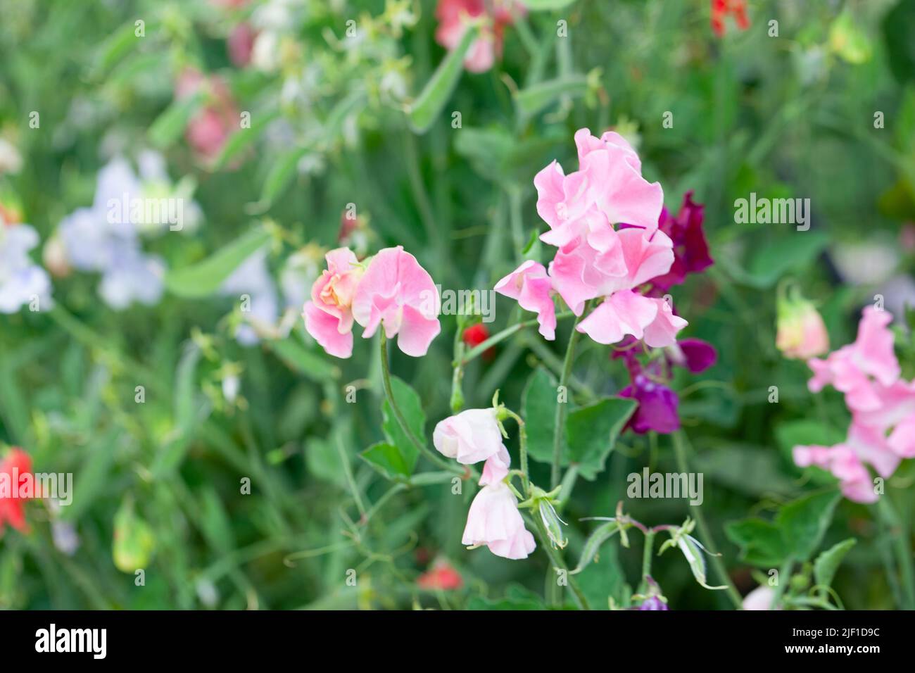 Close-up of colourful varieties of Sweet Peas, Lathyrus odoratus growing during midsummer of ...