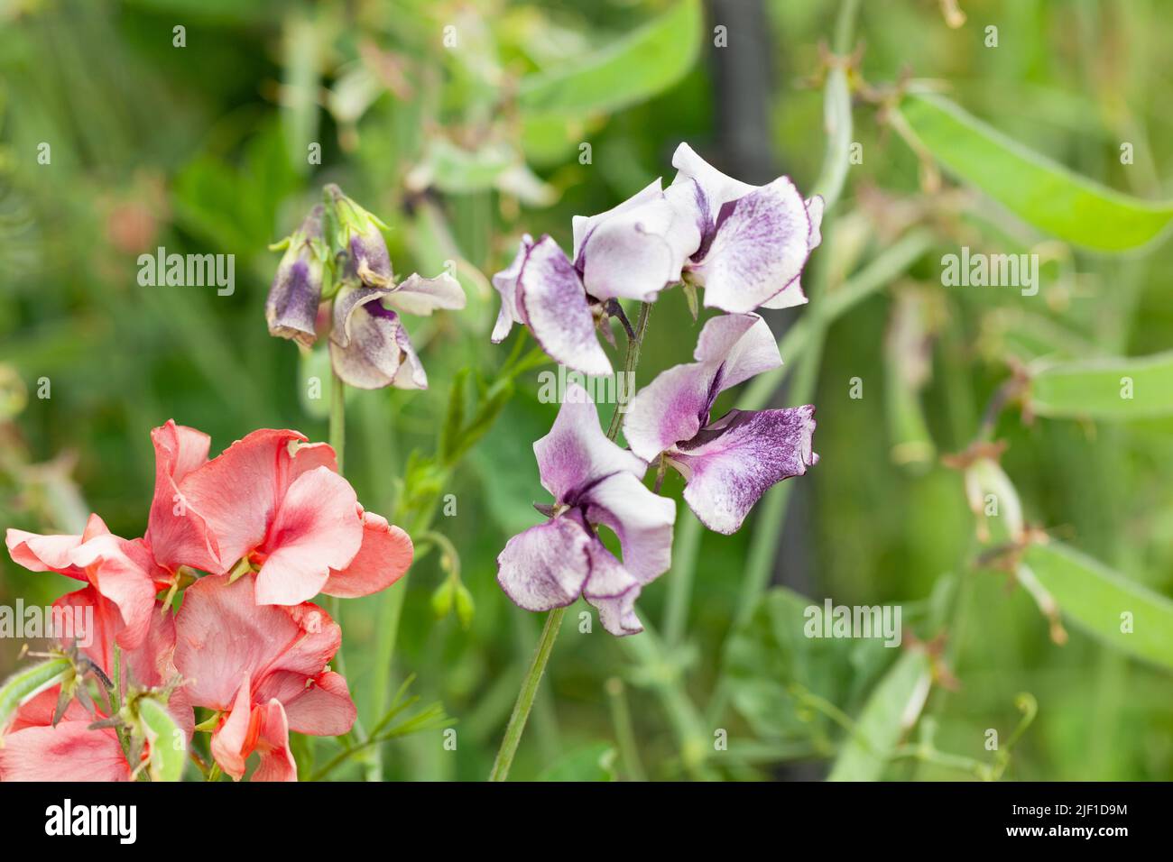 Close-up of colourful varieties of Sweet Peas, Lathyrus odoratus growing during midsummer of ...