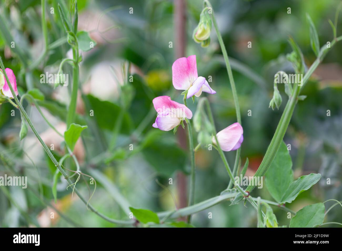 Close-up of colourful varieties of Sweet Peas, Lathyrus odoratus growing during midsummer of ...