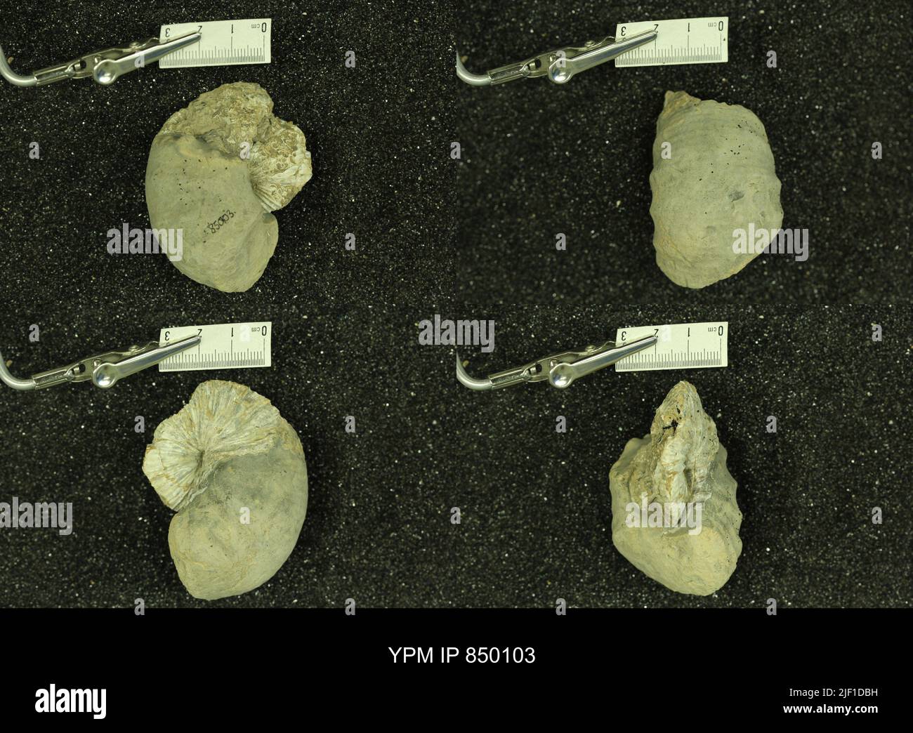 1951 animalia hi-res stock photography and images - Alamy