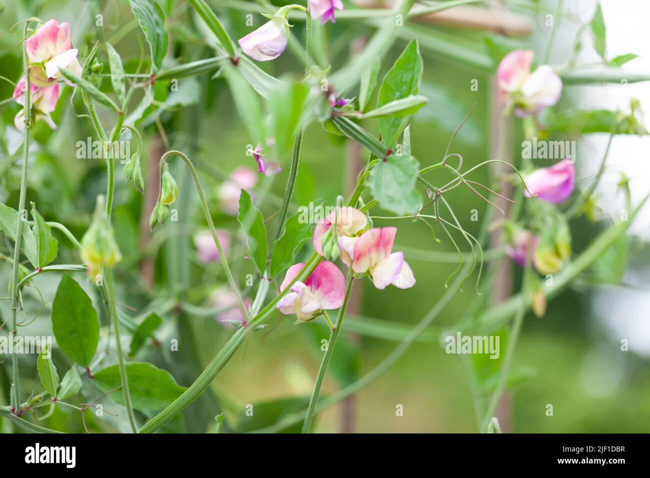 Close-up of colourful varieties of Sweet Peas, Lathyrus odoratus growing during midsummer of ...