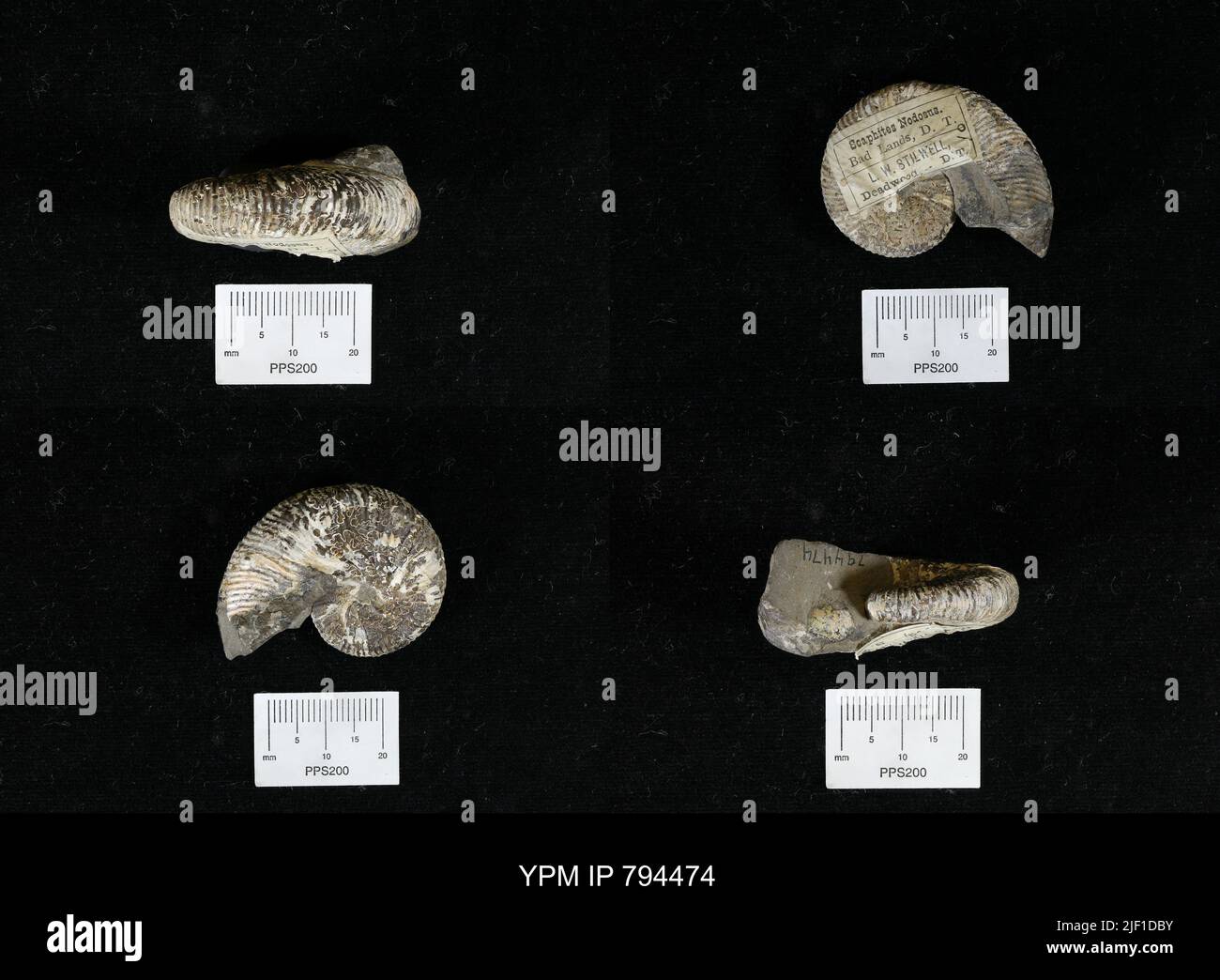 Scaphites nodosus owen hi-res stock photography and images - Alamy