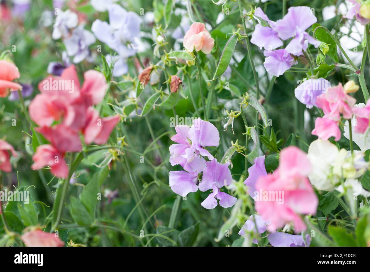 Close-up of colourful varieties of Sweet Peas, Lathyrus odoratus growing during midsummer of ...