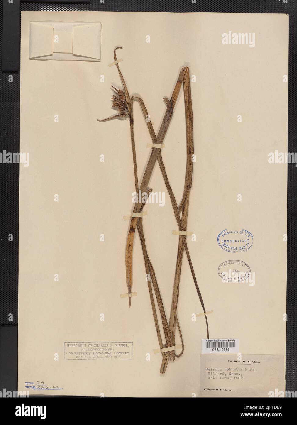 Neogloboquadrina incompta (Cifelli, 1961 Stock Photo - Alamy