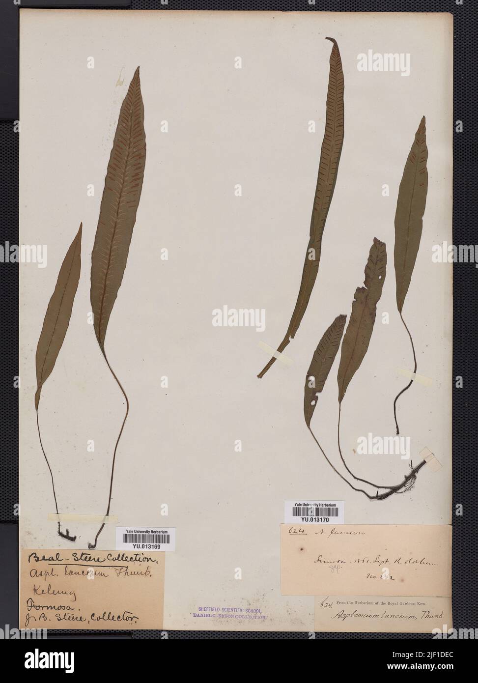 Neogloboquadrina incompta (Cifelli, 1961 Stock Photo - Alamy