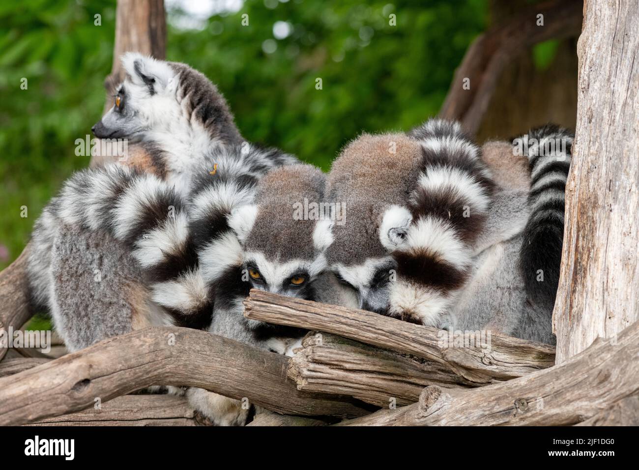 A group of ring tailed lemurs (lemur catta) huddled up together Stock ...