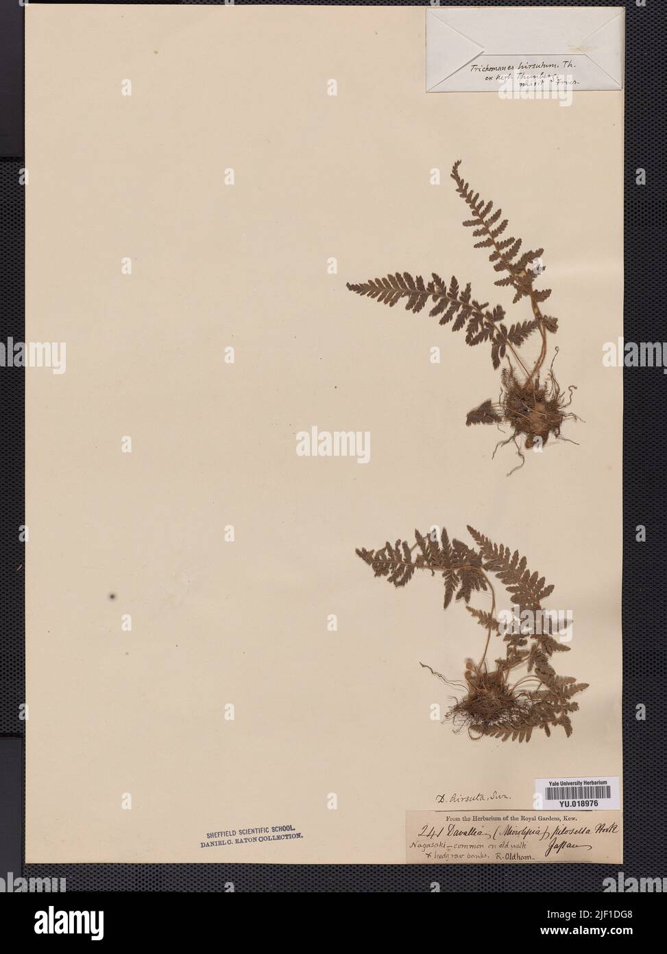 Pachyderma hi-res stock photography and images - Alamy