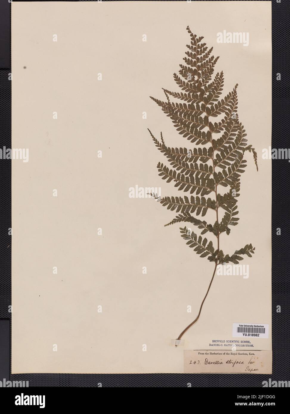 Pachyderma hi-res stock photography and images - Alamy