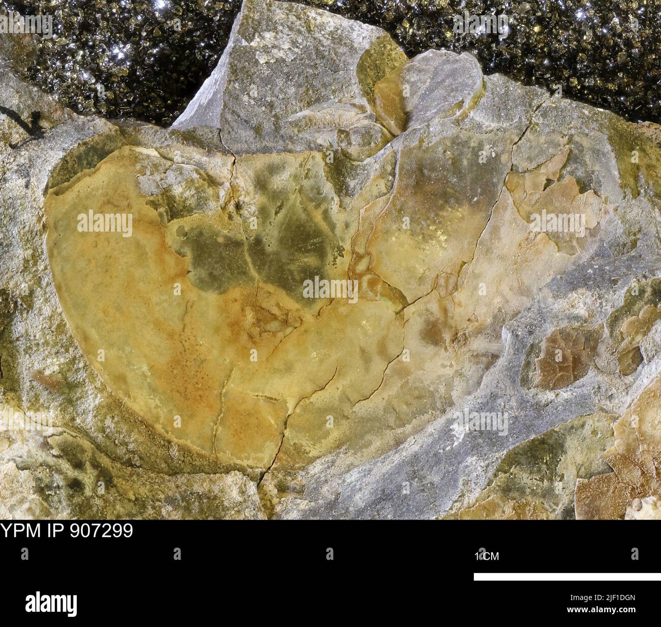 Sphenodiscus hi-res stock photography and images - Alamy