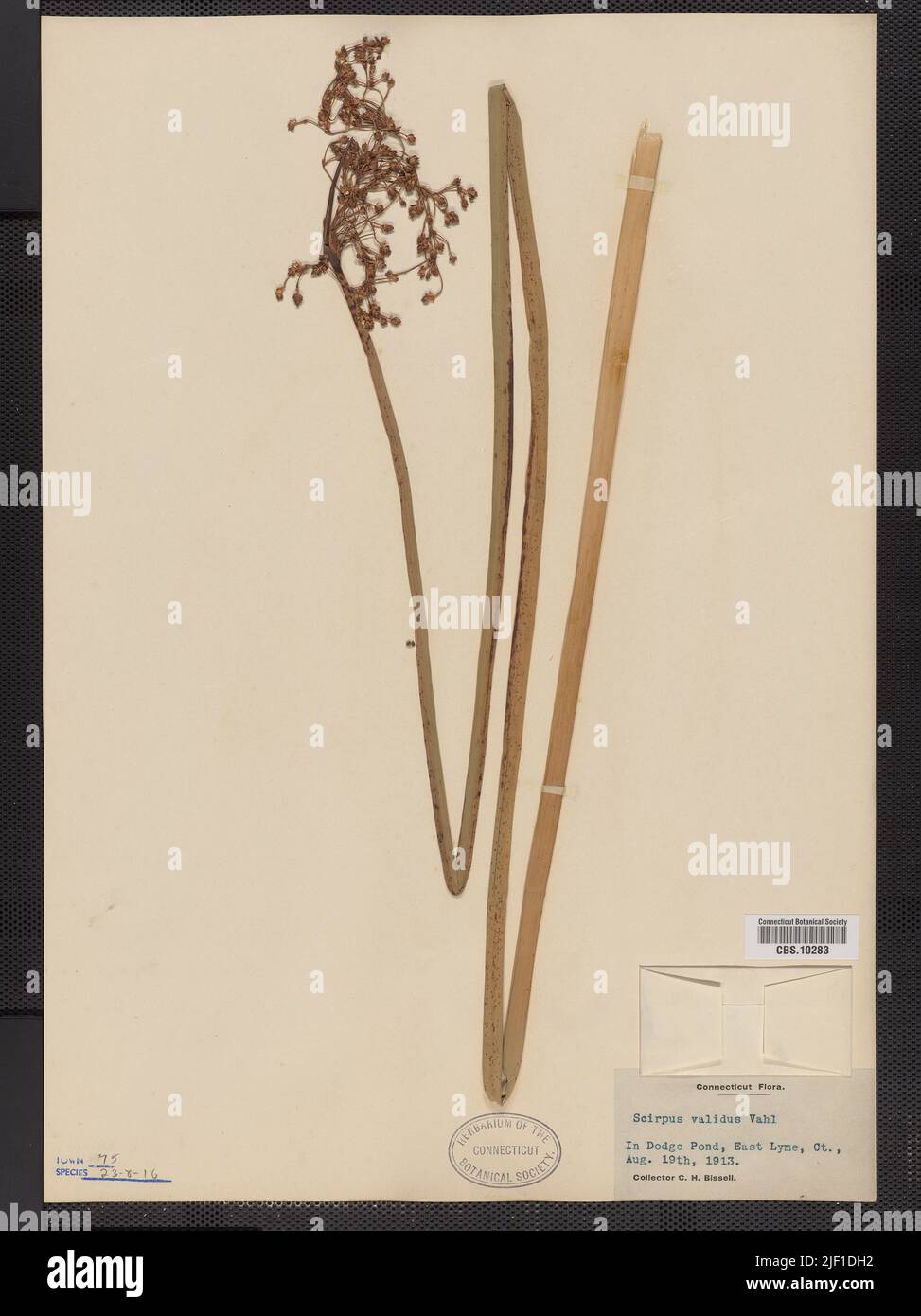 Neogloboquadrina incompta cifelli hi-res stock photography and images ...