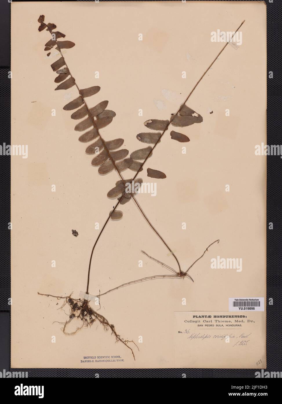 Pachyderma hi-res stock photography and images - Alamy