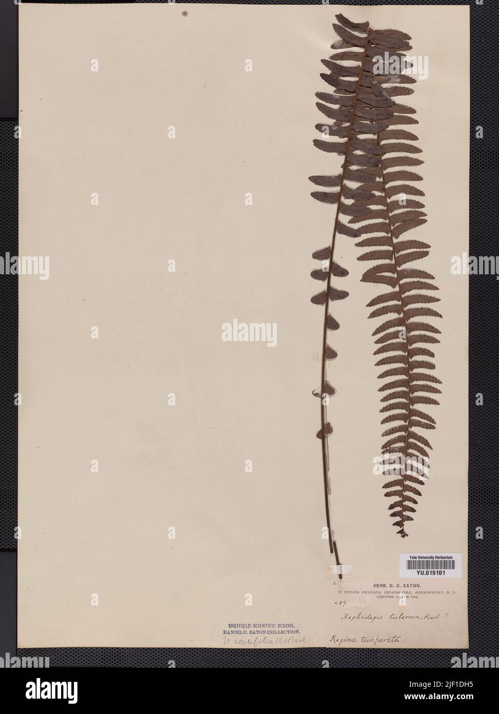 Foraminiferida fora hi-res stock photography and images - Alamy