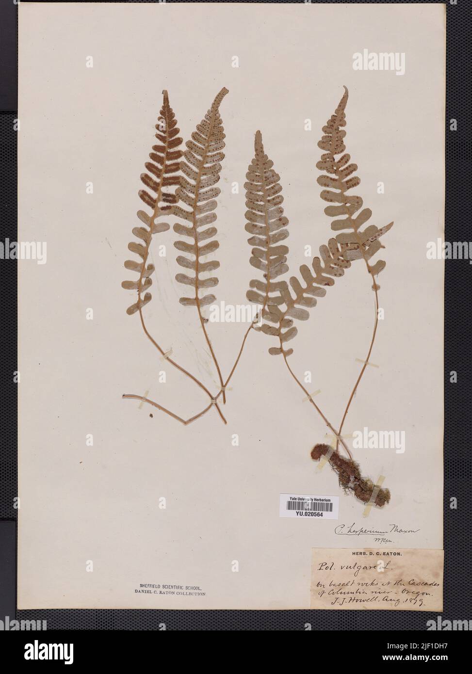 Foraminiferida fora hi-res stock photography and images - Alamy