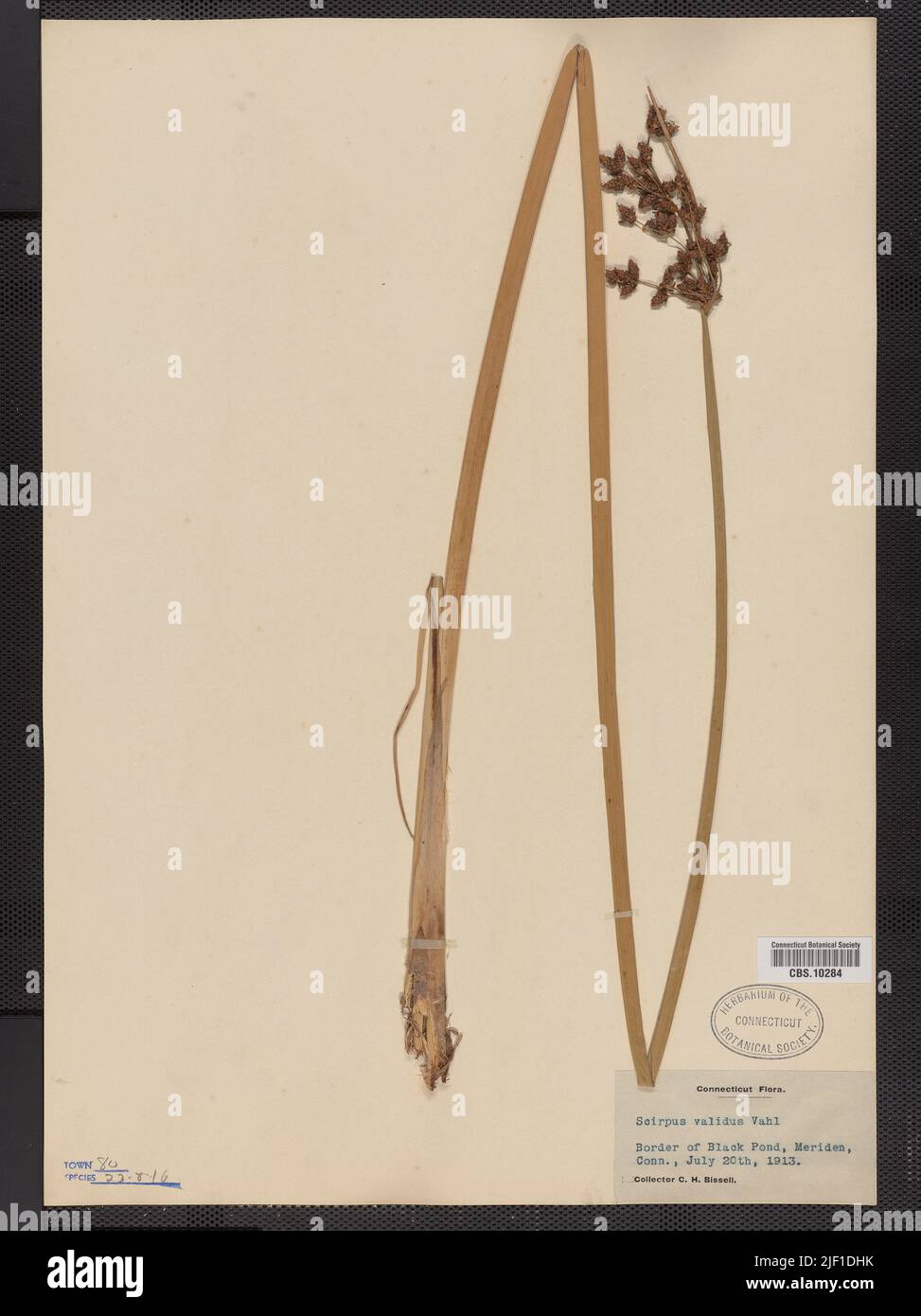 Neogloboquadrina incompta (Cifelli, 1961 Stock Photo - Alamy