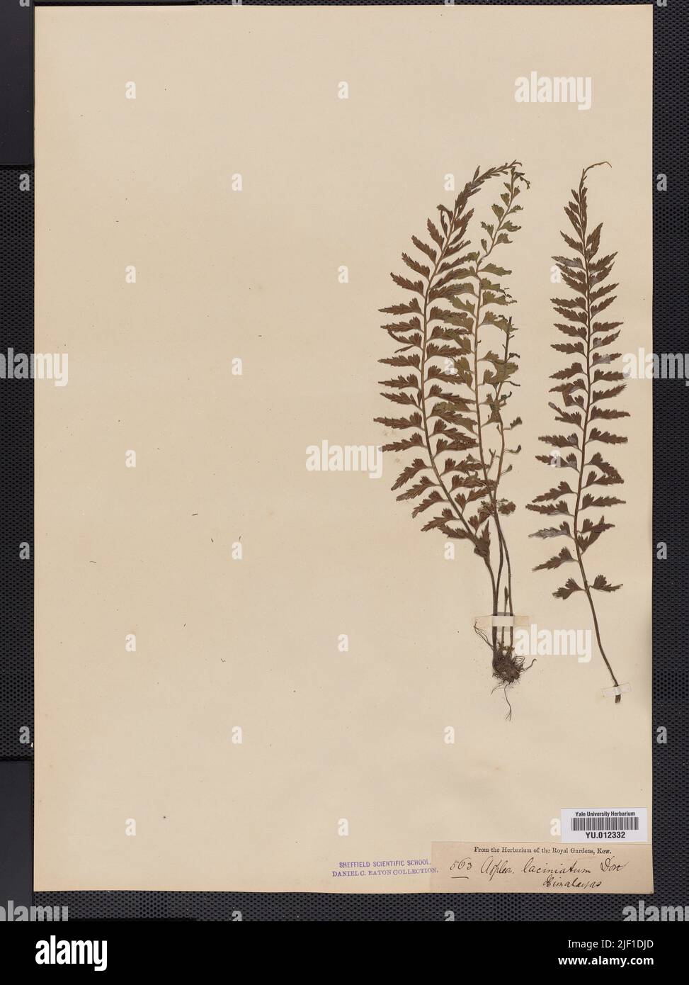 Globigerina bulloides hi-res stock photography and images - Alamy