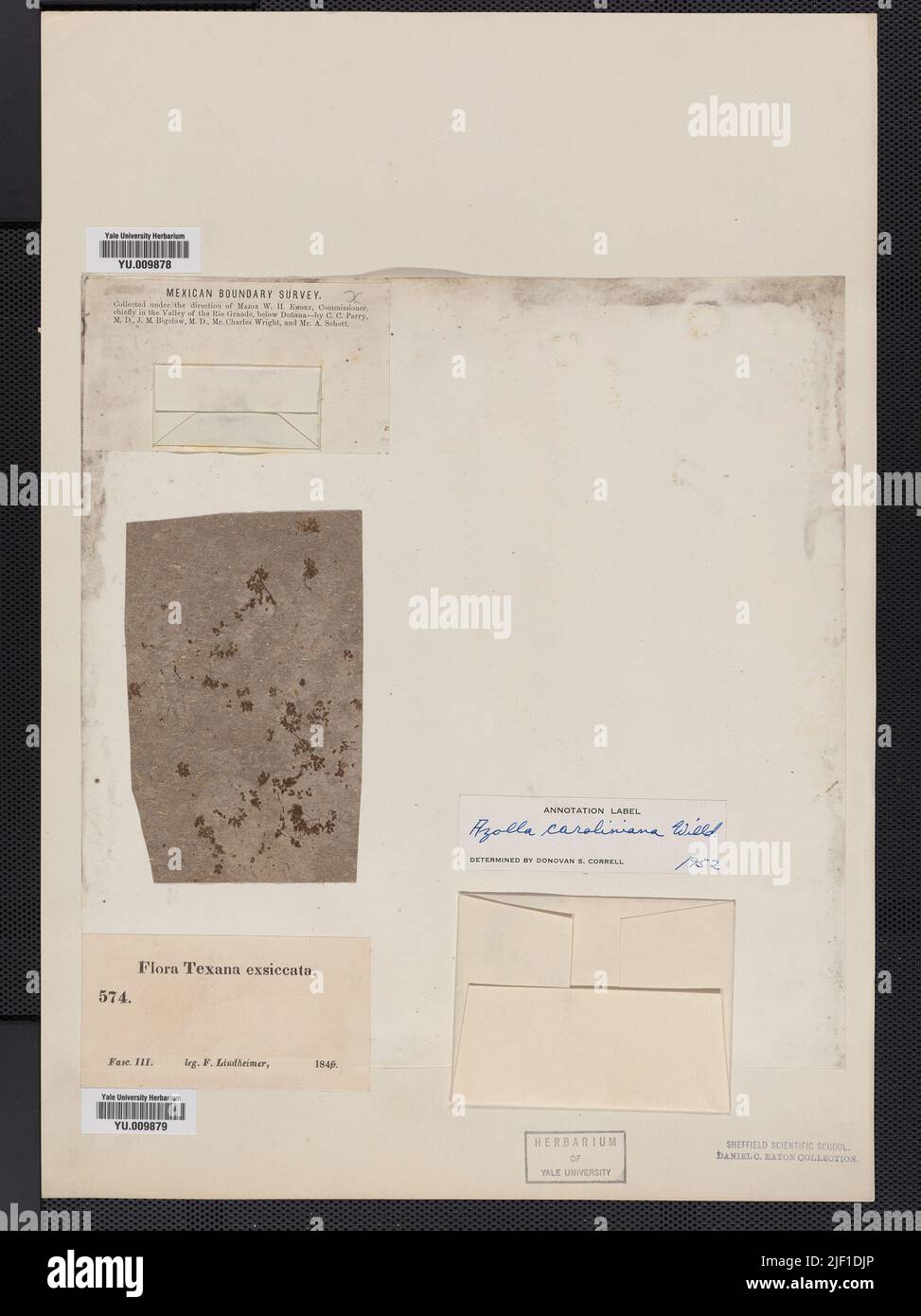 Neogloboquadrina incompta (Cifelli, 1961 Stock Photo - Alamy