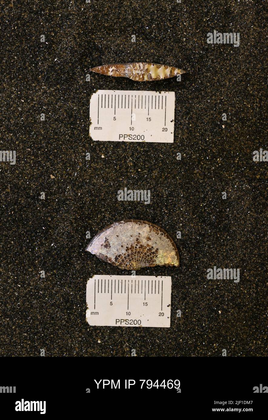 Sphenodiscus sp hi-res stock photography and images - Alamy