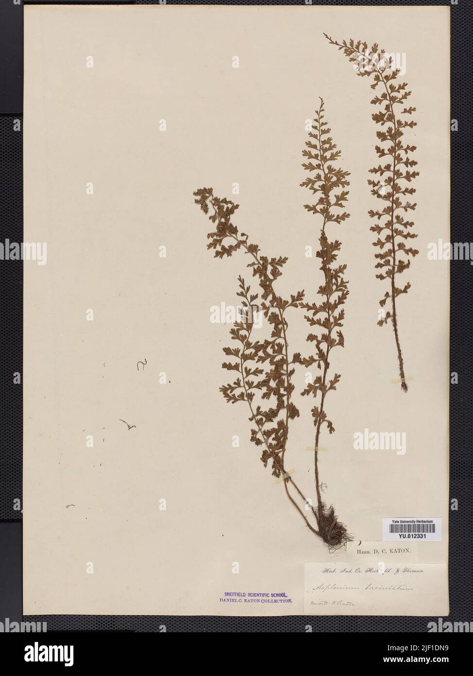 Neogloboquadrina incompta (Cifelli, 1961 Stock Photo - Alamy