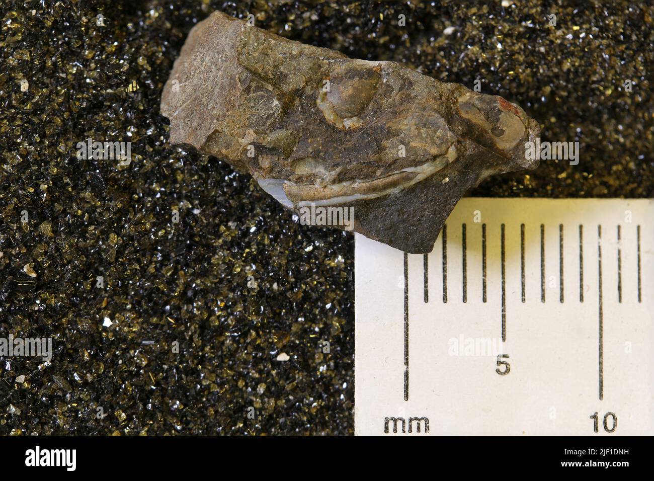 Teredo hi-res stock photography and images - Alamy