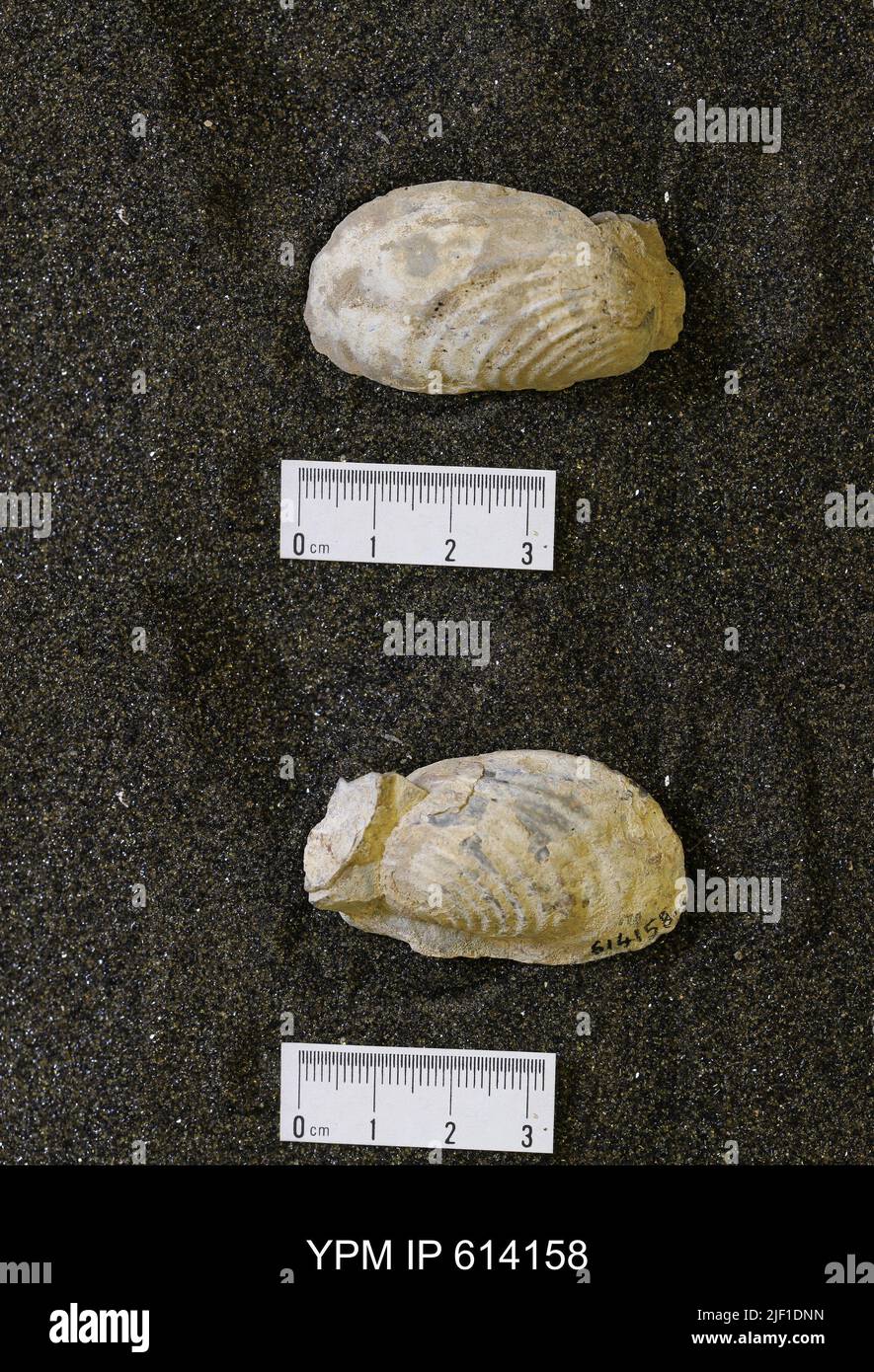 Inoceramus sp animalia hi-res stock photography and images - Alamy