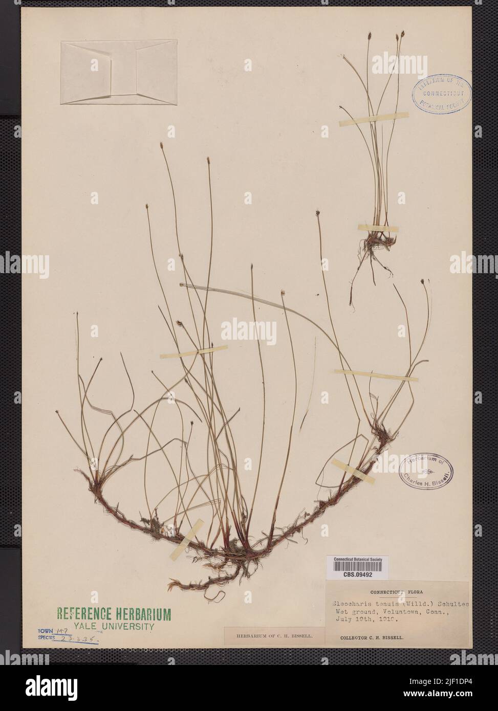 Neogloboquadrina incompta cifelli hi-res stock photography and images ...